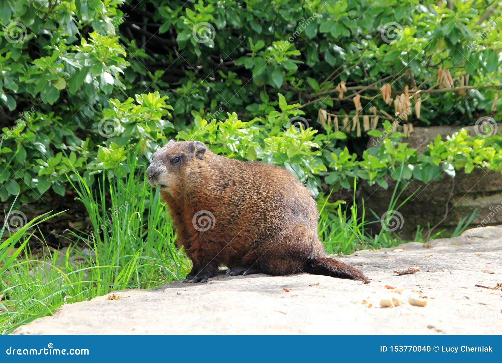 Gopher stock photo. Image of gopher, wildlife, summer - 153770040
