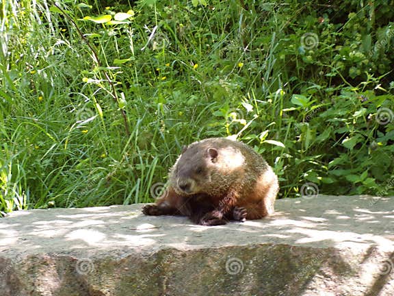 Gopher stock image. Image of nature, stone, park, animal - 322937129