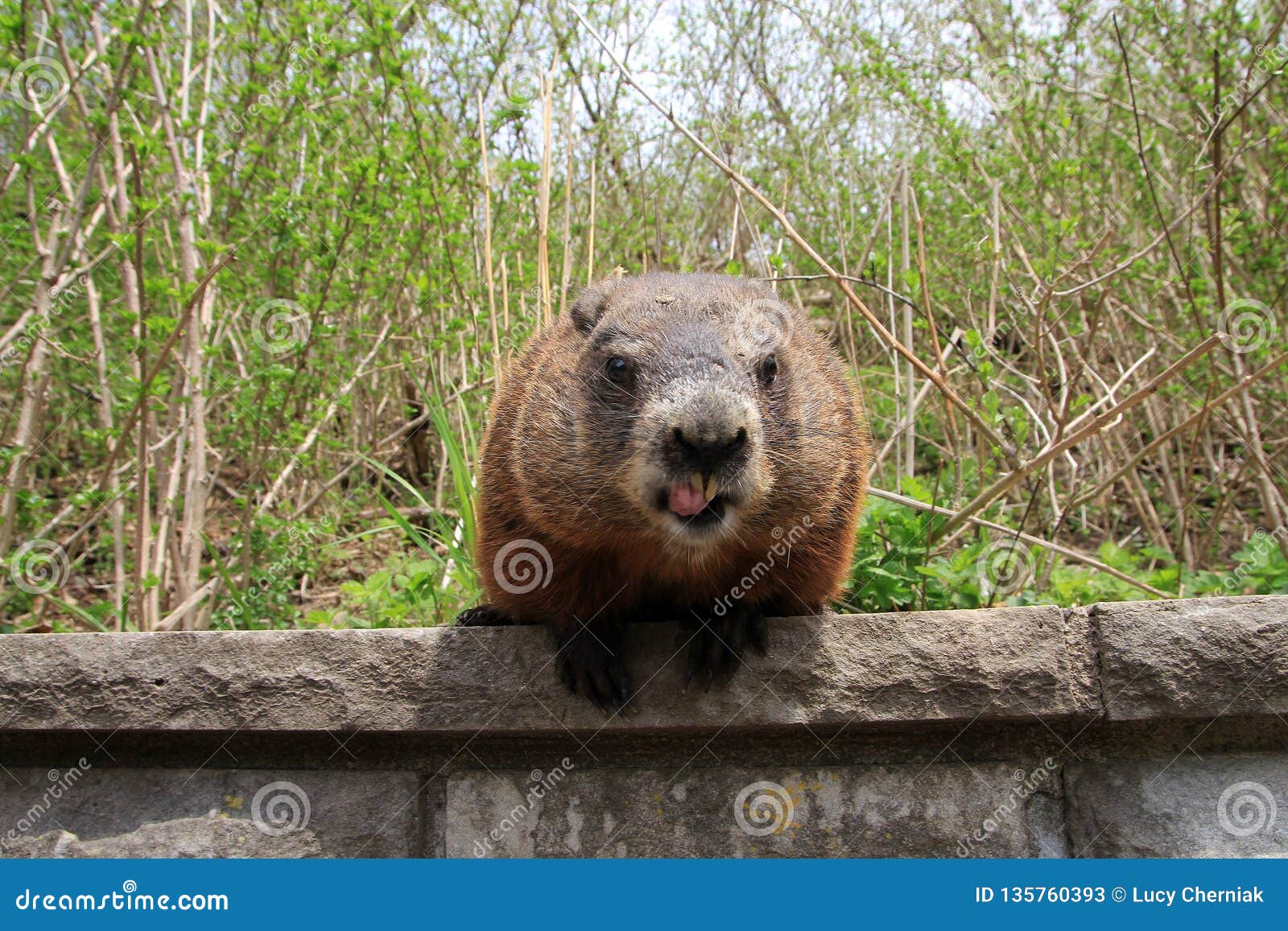 Gopher stock image. Image of gopher, stone, fence, fauna - 135760393