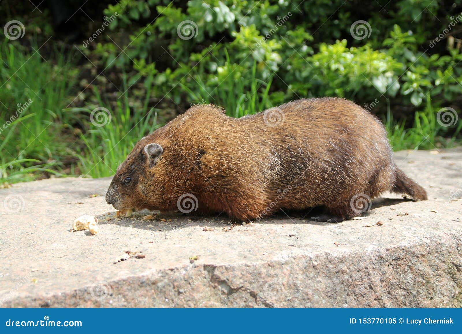 Gopher stock image. Image of summer, wildlife, outdoor - 153770105