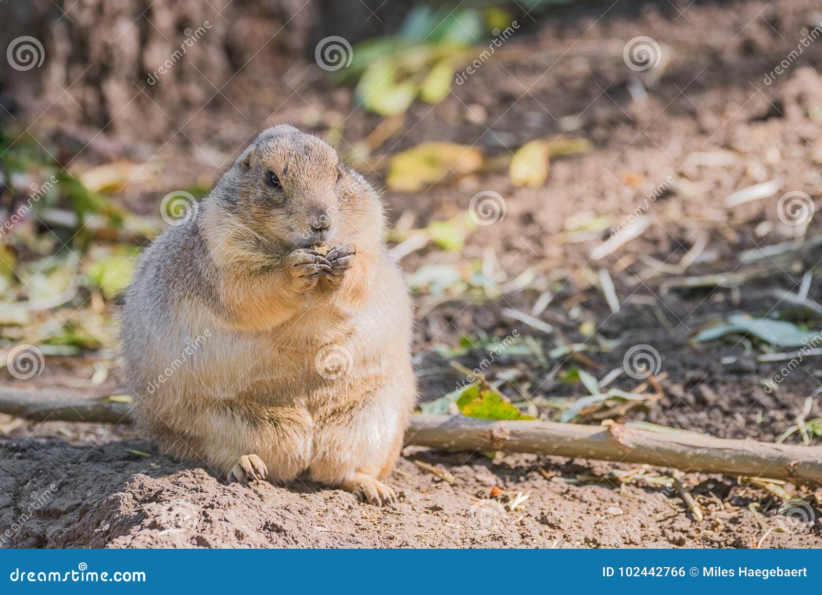 Gopher Sitting Up and Eating Stock Photo - Image of branch, head: 102442766