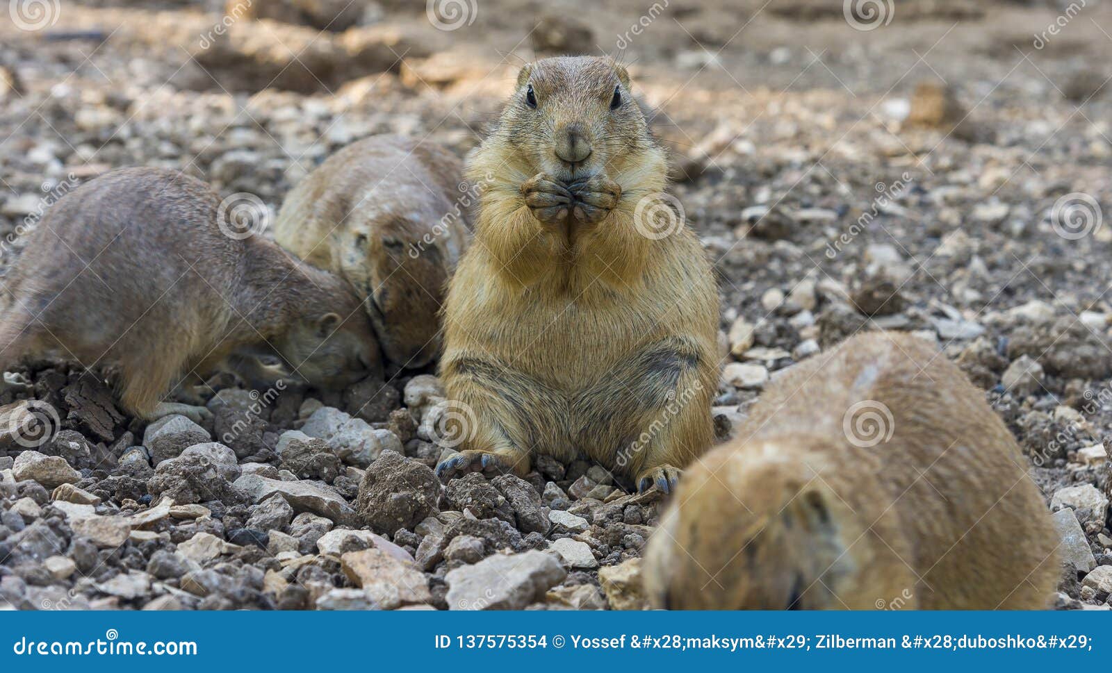 Gopher Sitting Up and Eating Gopher Folded Paws Stock Photo - Image of ...