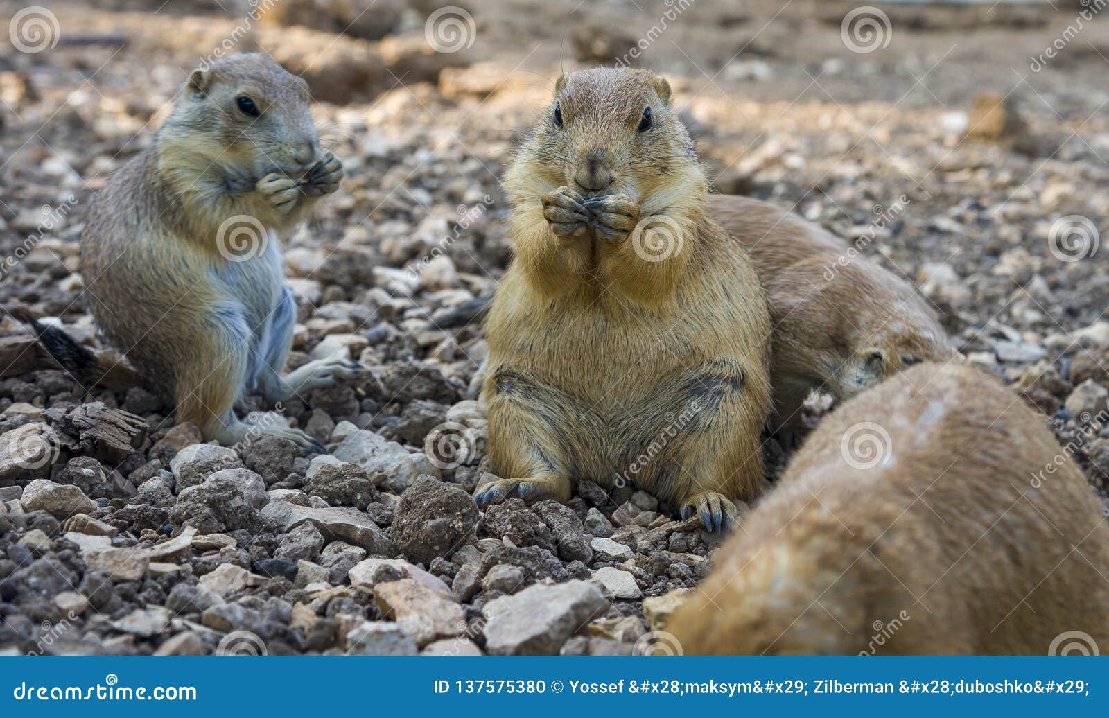 Gopher Sitting Up and Eating Gopher Folded Paws Stock Photo - Image of ...