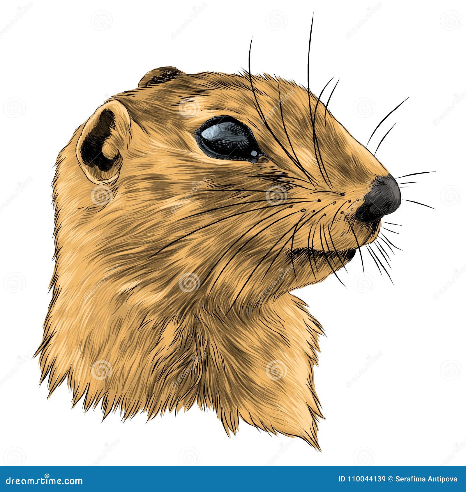 Gopher Sketch Vector Graphics Stock Vector - Illustration of brown ...