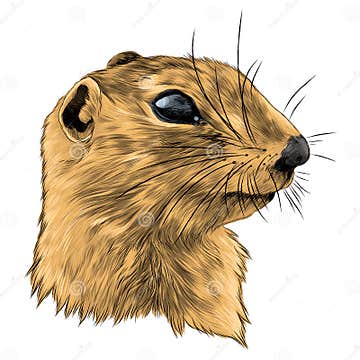 Gopher Sketch Vector Graphics Stock Vector - Illustration of brown ...