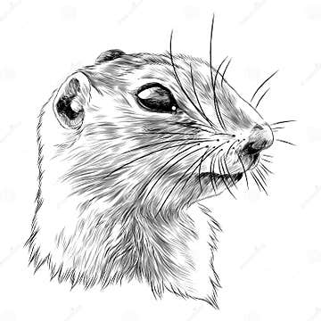 Gopher Sketch Vector Graphics Stock Vector - Illustration of animal ...