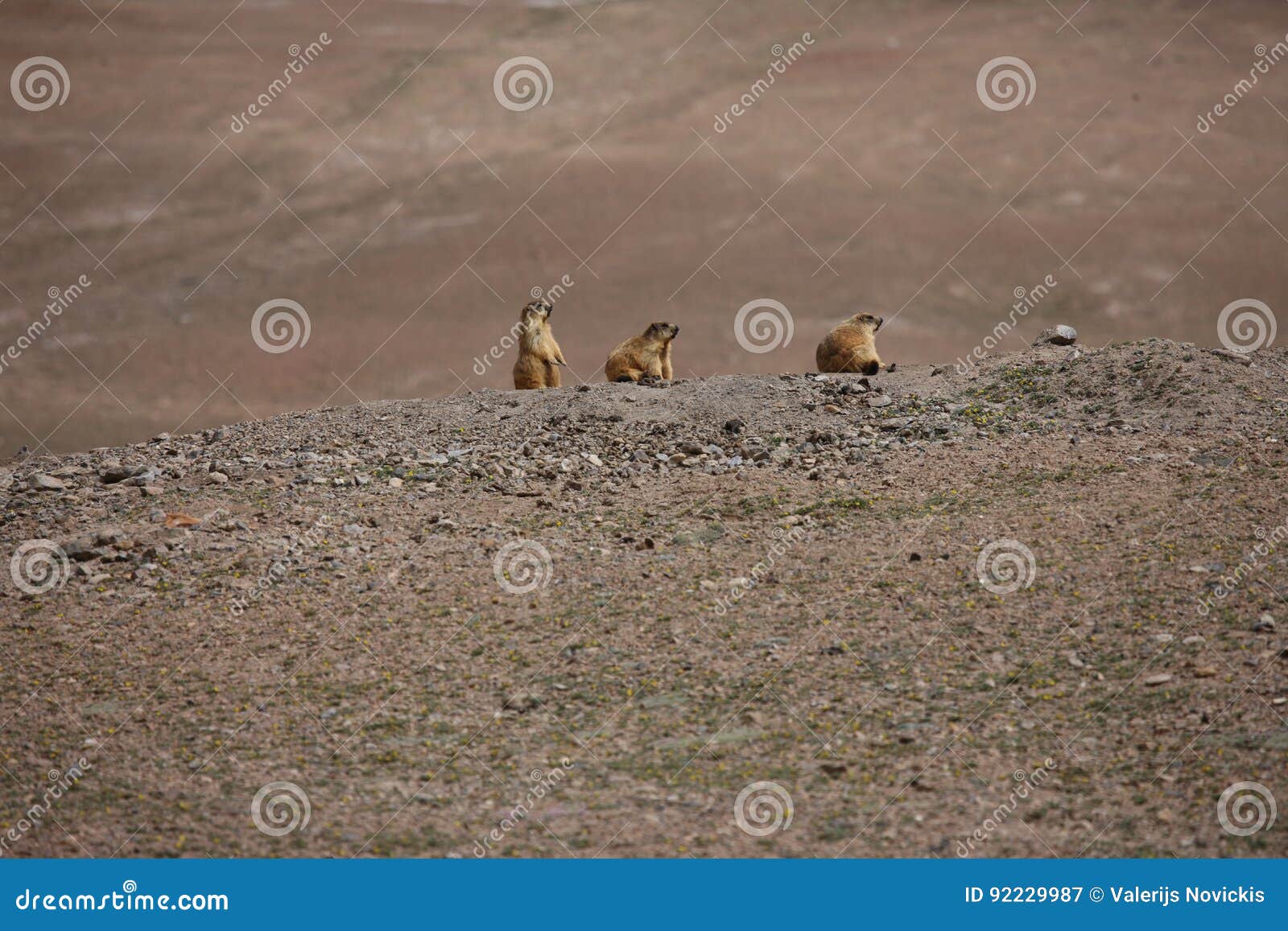 Gopher Small African Mammal Animal Stock Image - Image of people, wild ...