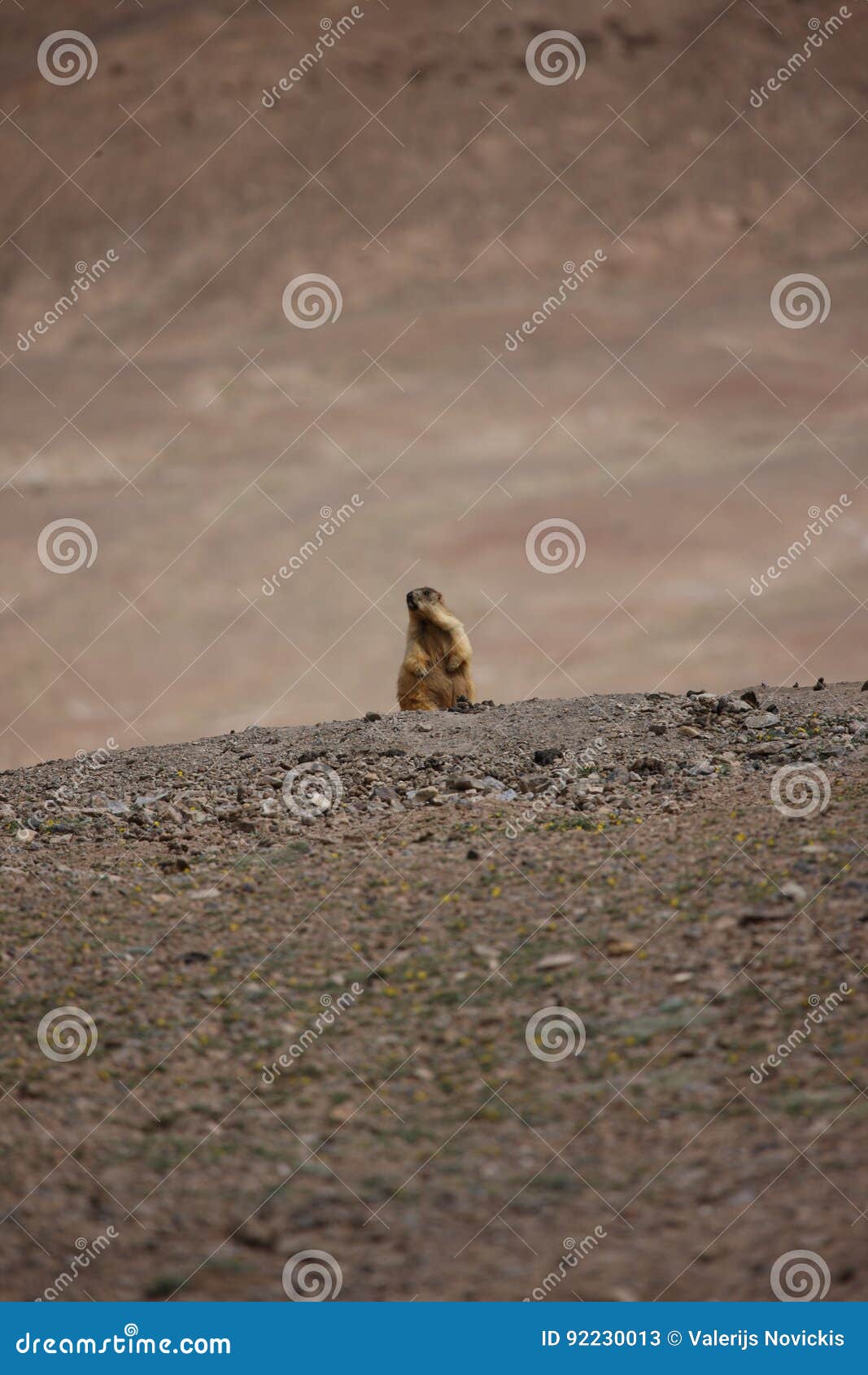 Gopher Small African Mammal Animal Stock Image - Image of mammals ...