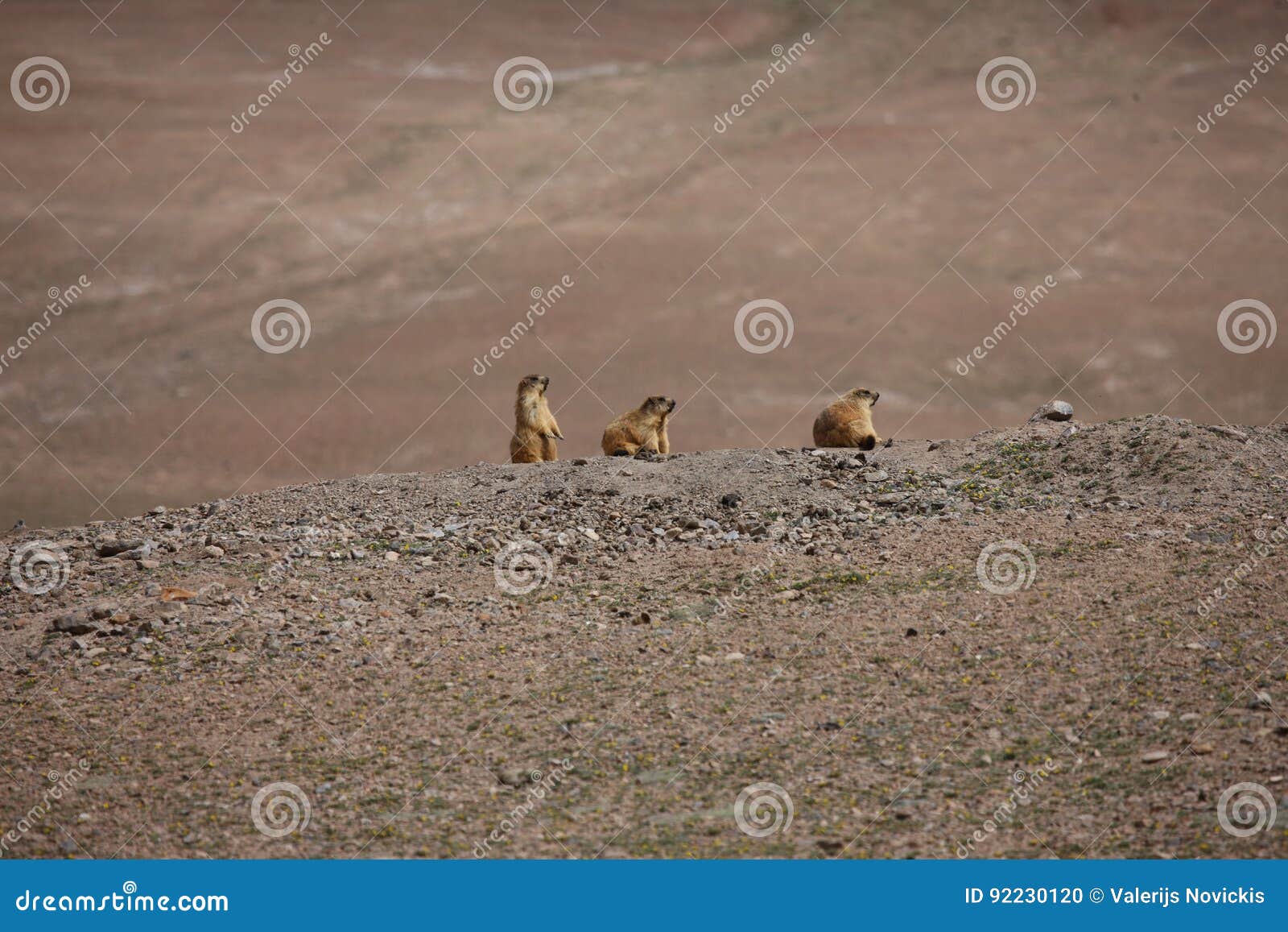 Gopher Small African Mammal Animal Stock Photo - Image of animals ...