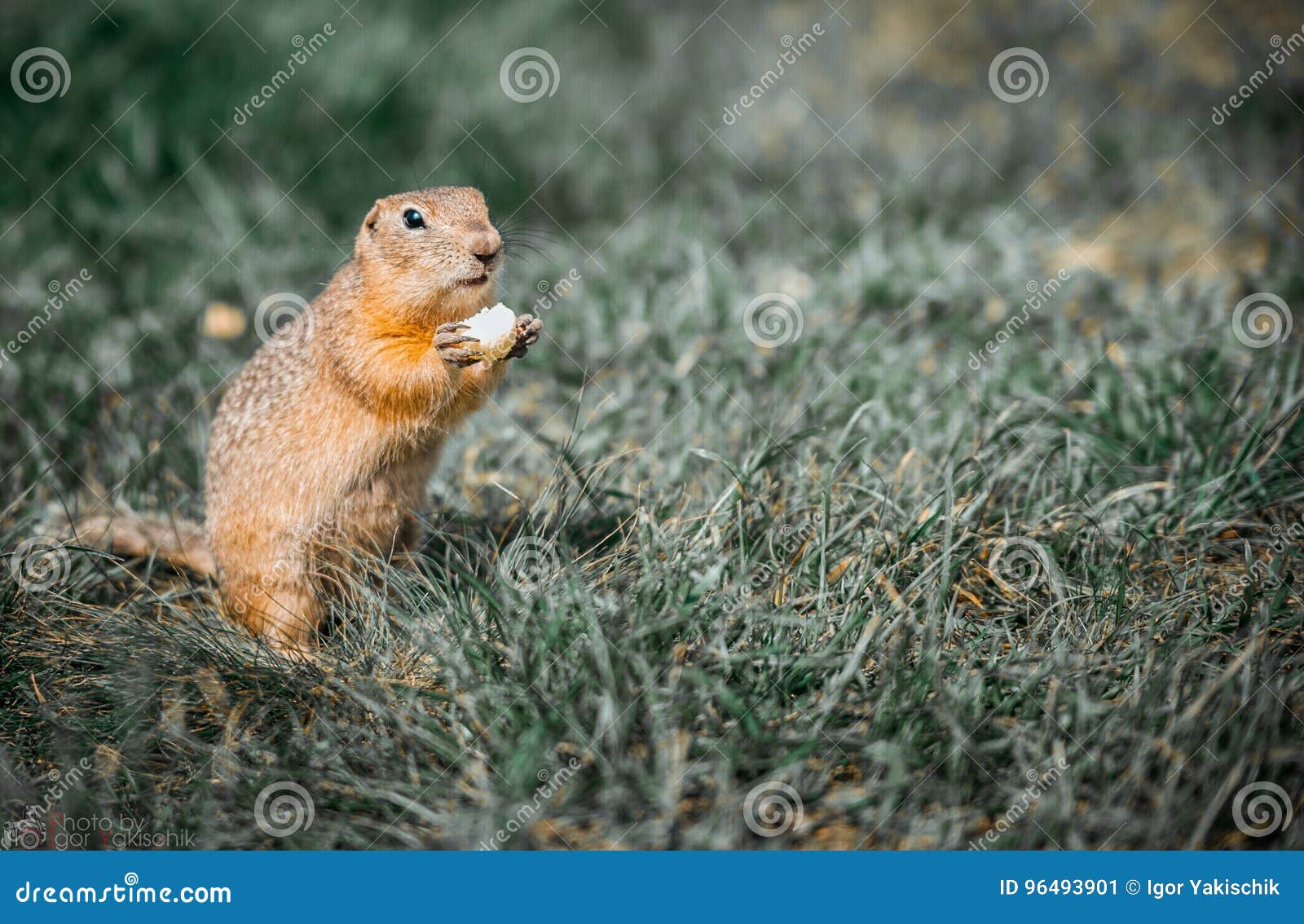 Gopher stock image. Image of beauty, eats, grace, play - 96493901
