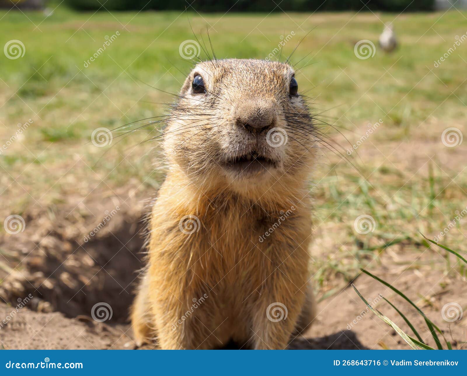 Gopher is Smiling and Looking at the Camera on the Lawn. Close-up Stock ...