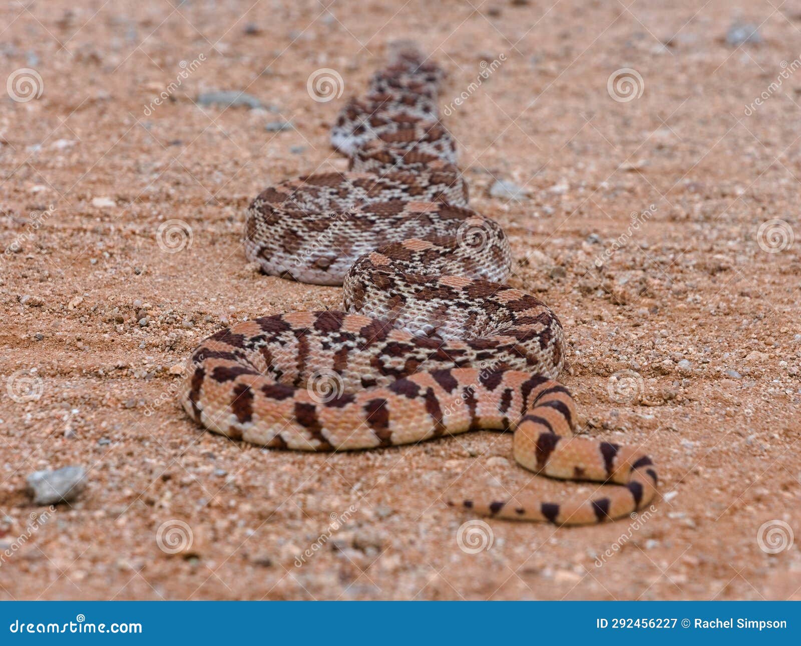Gopher Snake from Behind stock image. Image of snake - 292456227