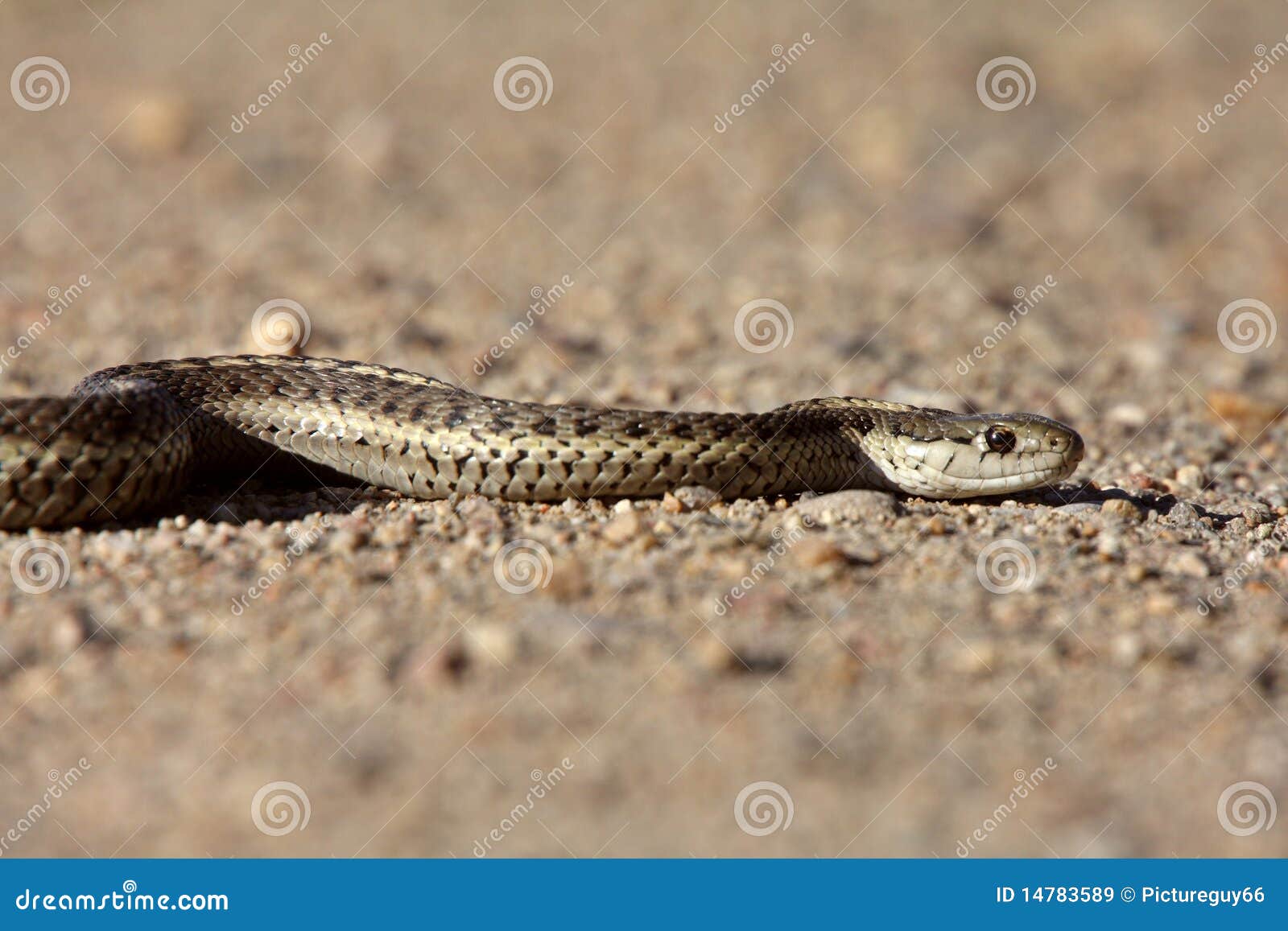 Gopher Snake Crossing Alberta Road Stock Image - Image of color, gopher ...