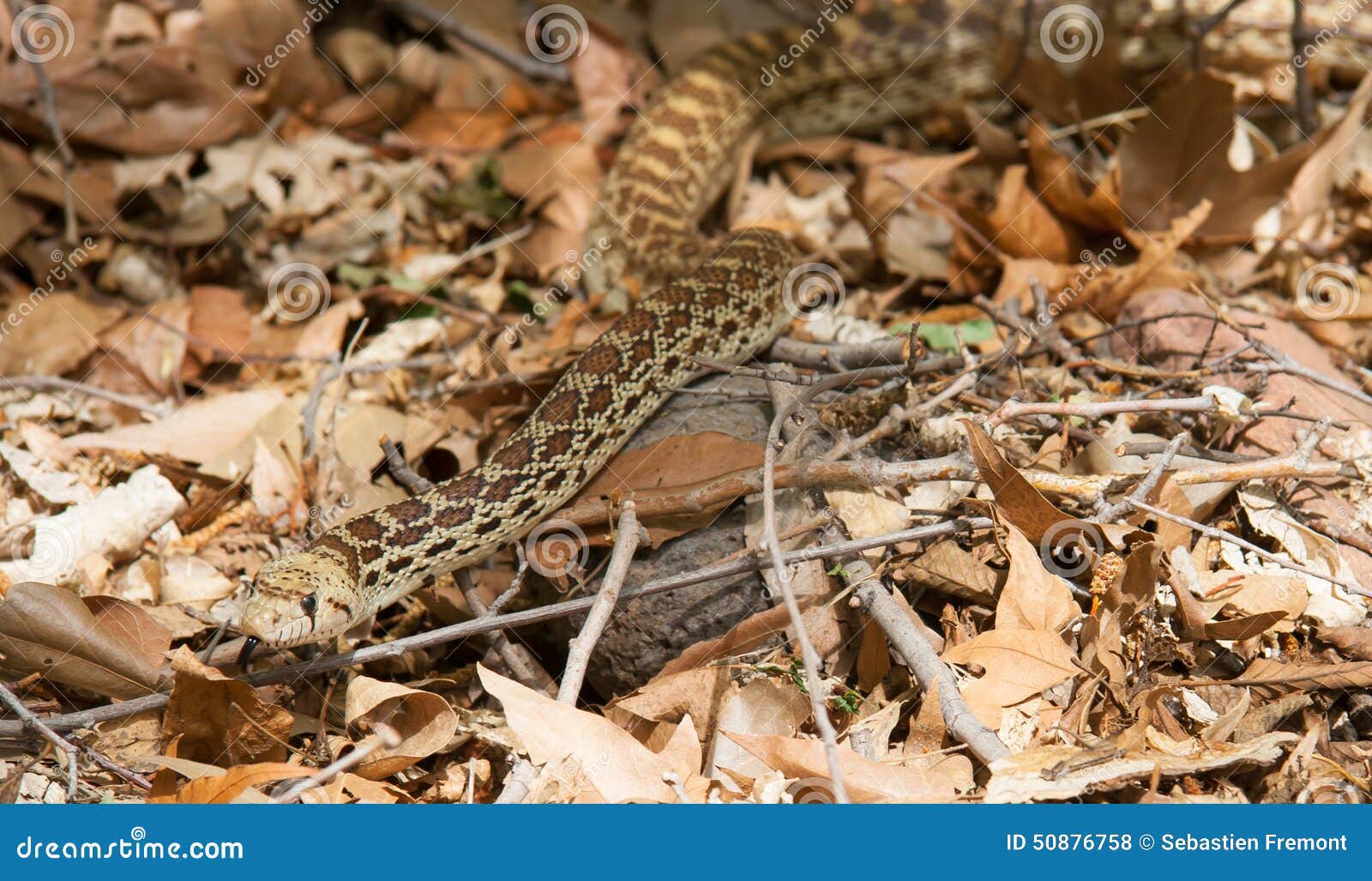 Gopher Snake stock photo. Image of pituophis, wildlife - 50876758