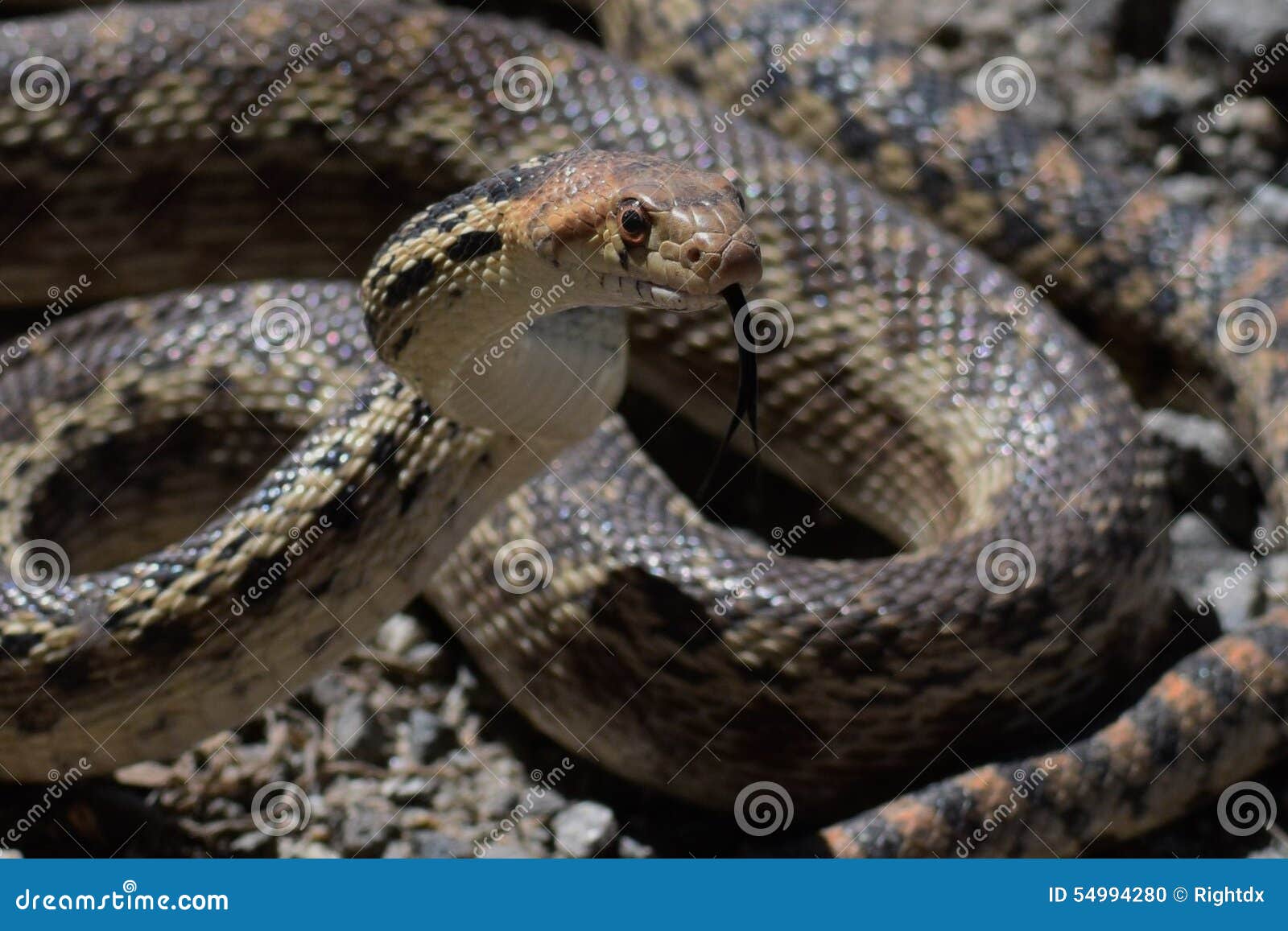Gopher Snake Poised To Stike Stock Photo - Image of poisesd, bite: 54994280