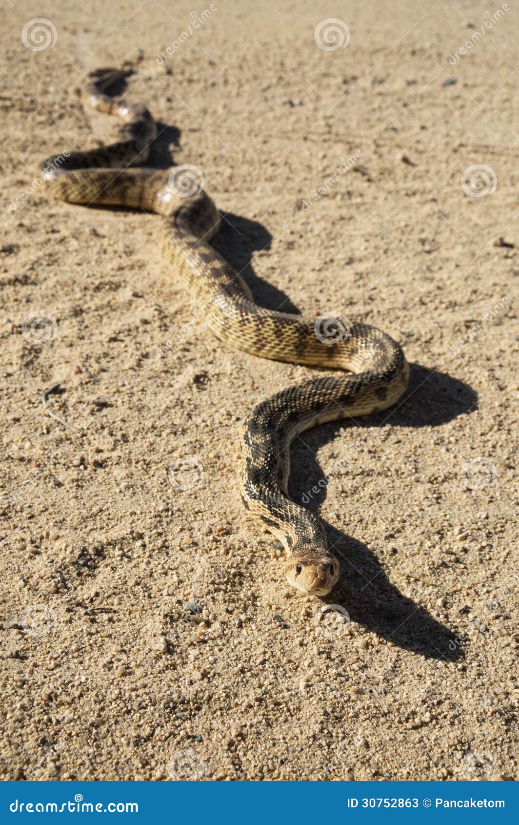 Gopher Snake on Road stock image. Image of ground, gopher - 30752863