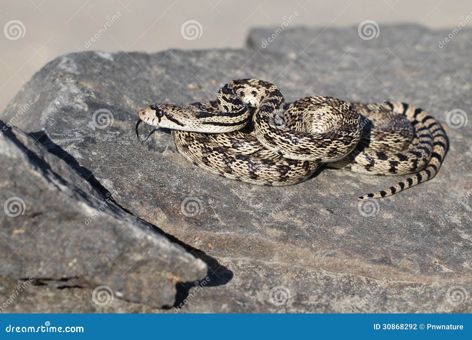 Gopher Snake on a Rock stock photo. Image of sunshine - 30868292