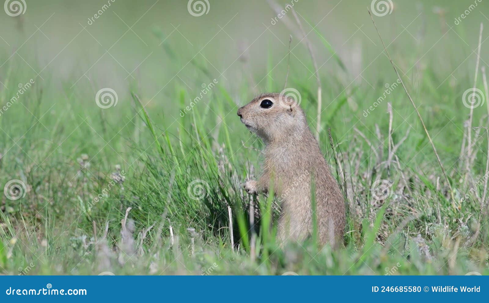 Gopher Spermophilus Pygmaeus Gopher is Hiding in the Grass Stock ...
