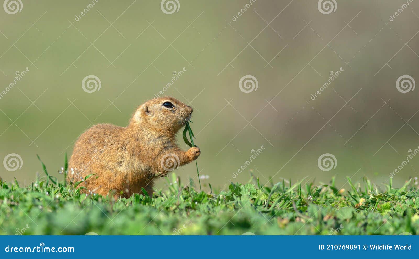 Gopher Spermophilus Pygmaeus Holds Grass with Its Paws Stock Image ...