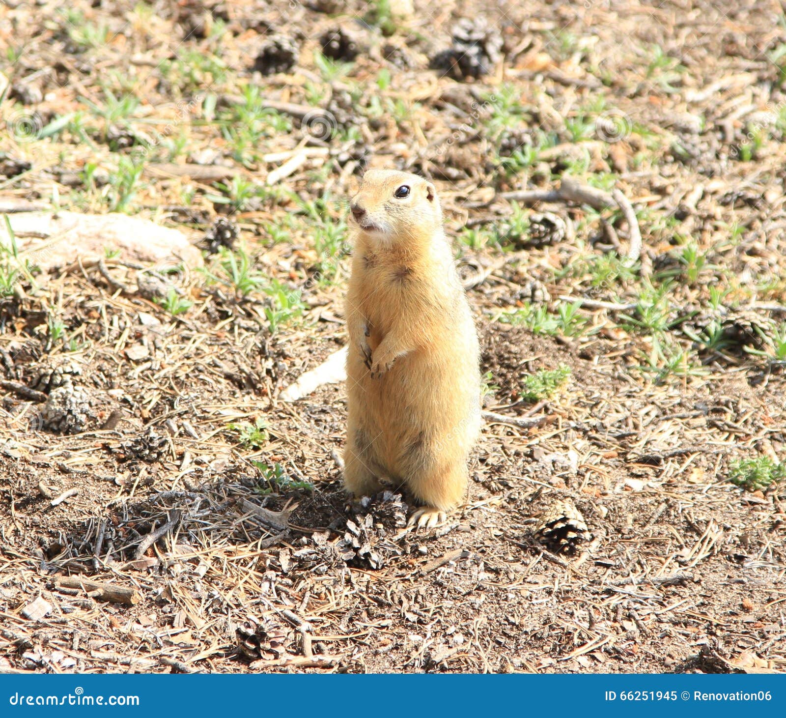Gopher stock image. Image of looking, animal, standing - 66251945