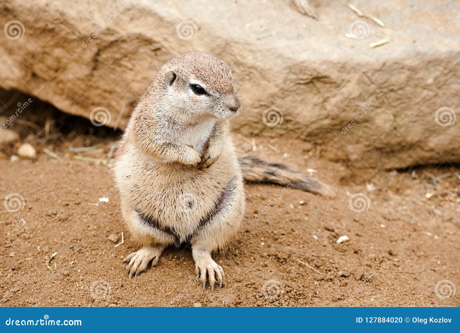 Gopher stock photo. Image of round, ball, snoot, wildlife - 127884020