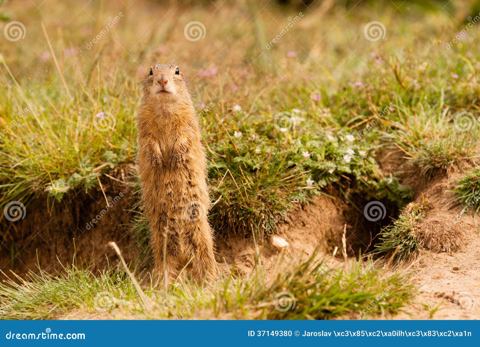 Gopher stock photo. Image of abstract, america, grass - 37149380
