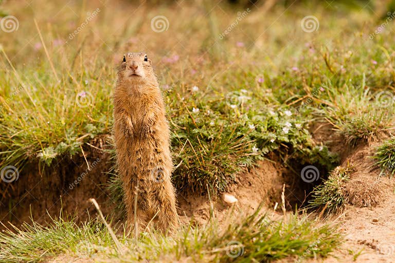 Gopher stock photo. Image of abstract, america, grass - 37149380