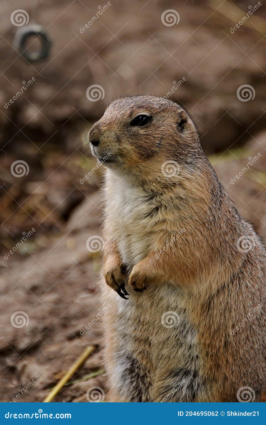 Gopher portrait stock photo. Image of wildlife, gopher - 204695062