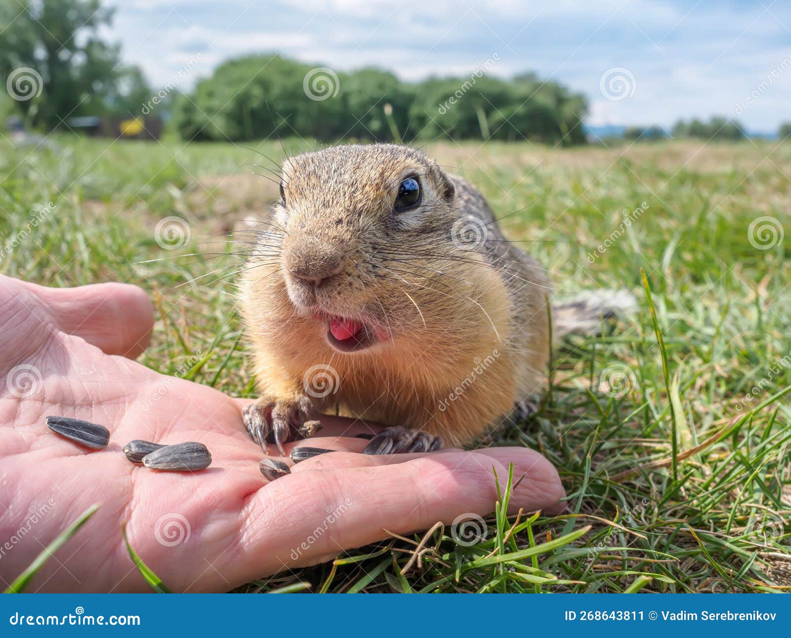 A Gopher is Standing on the Human S Hand with Opened Its Mouth in a ...