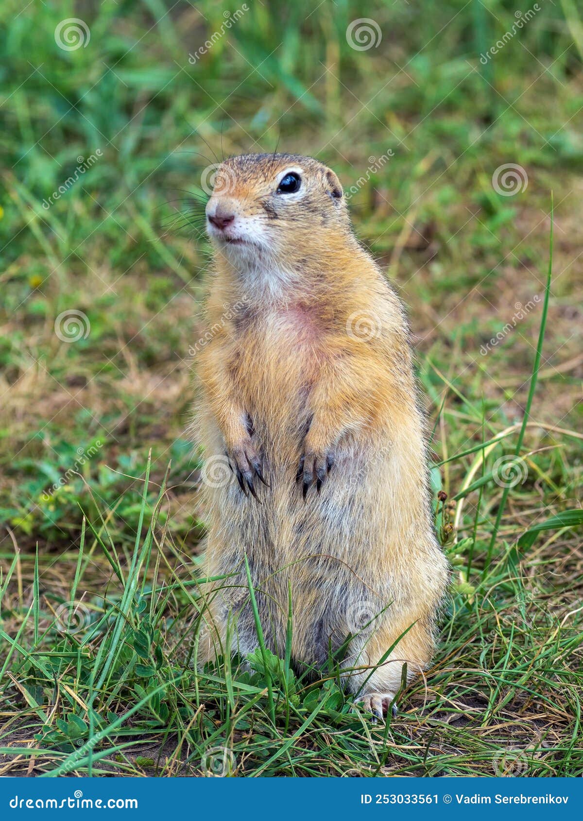 Gopher is Standing on Its Hind Legs on the Grassy Field Stock Image ...