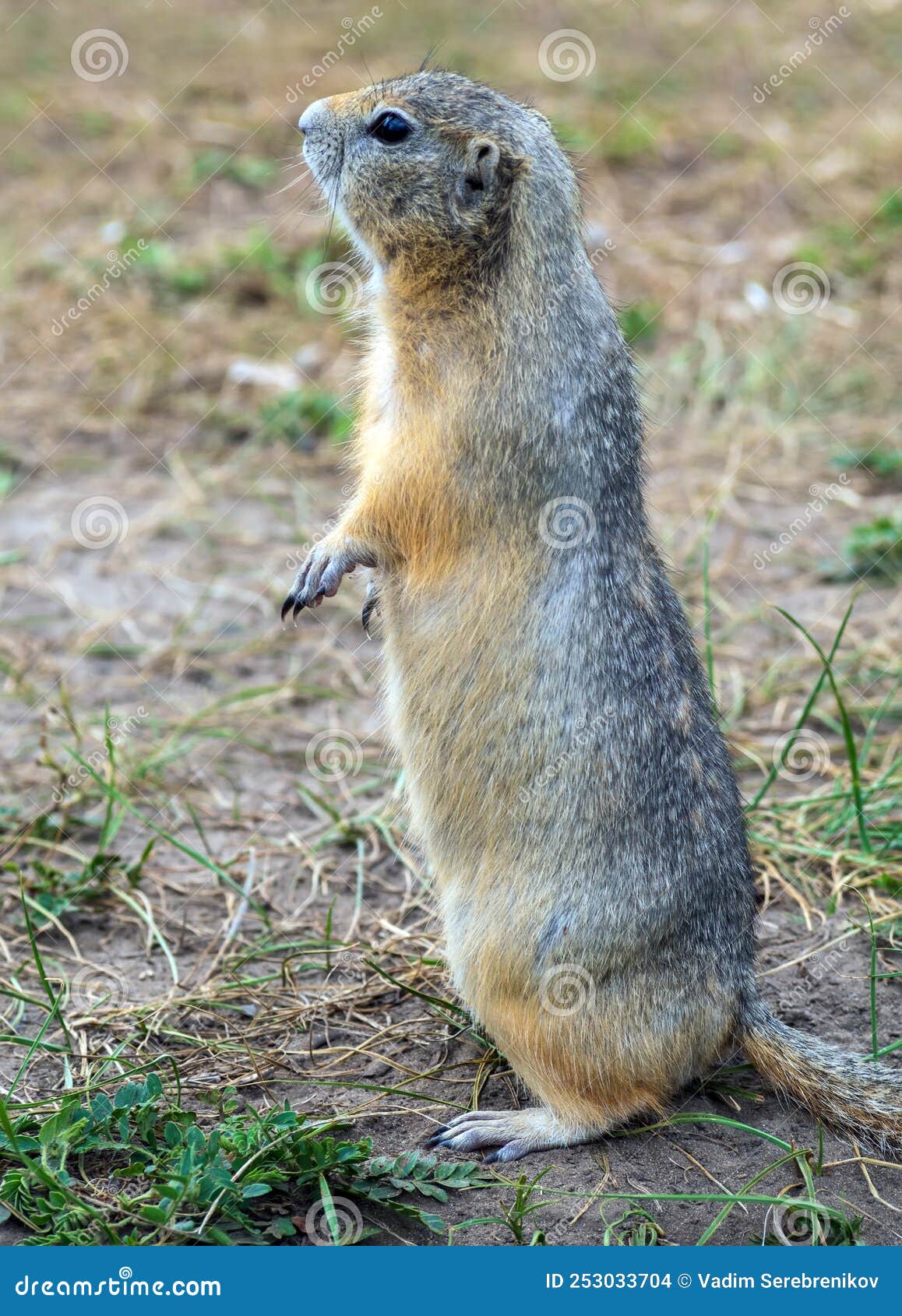 Gopher is Standing on Its Hind Legs on the Grassy Field Stock Photo ...