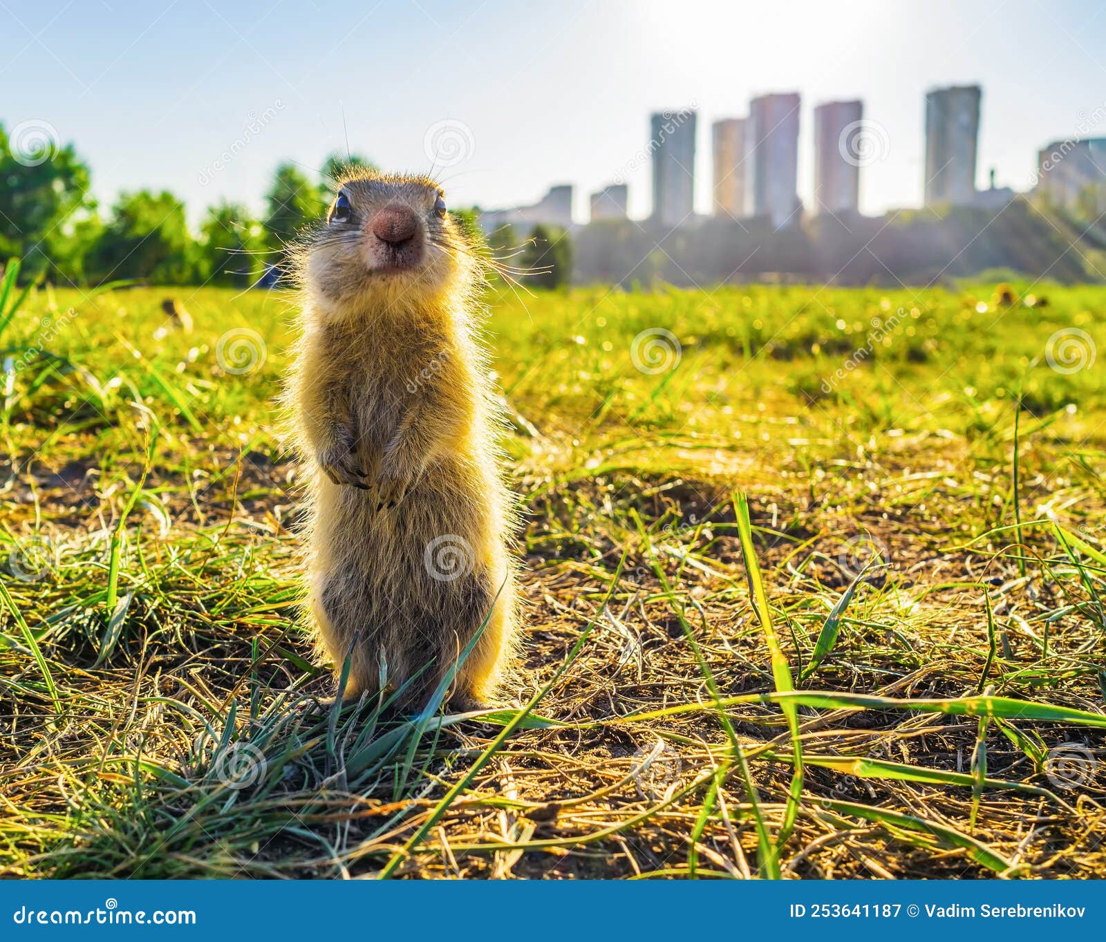 Gopher Standing on Its Hind Legs at Sunset on a Grassy Meadow and ...