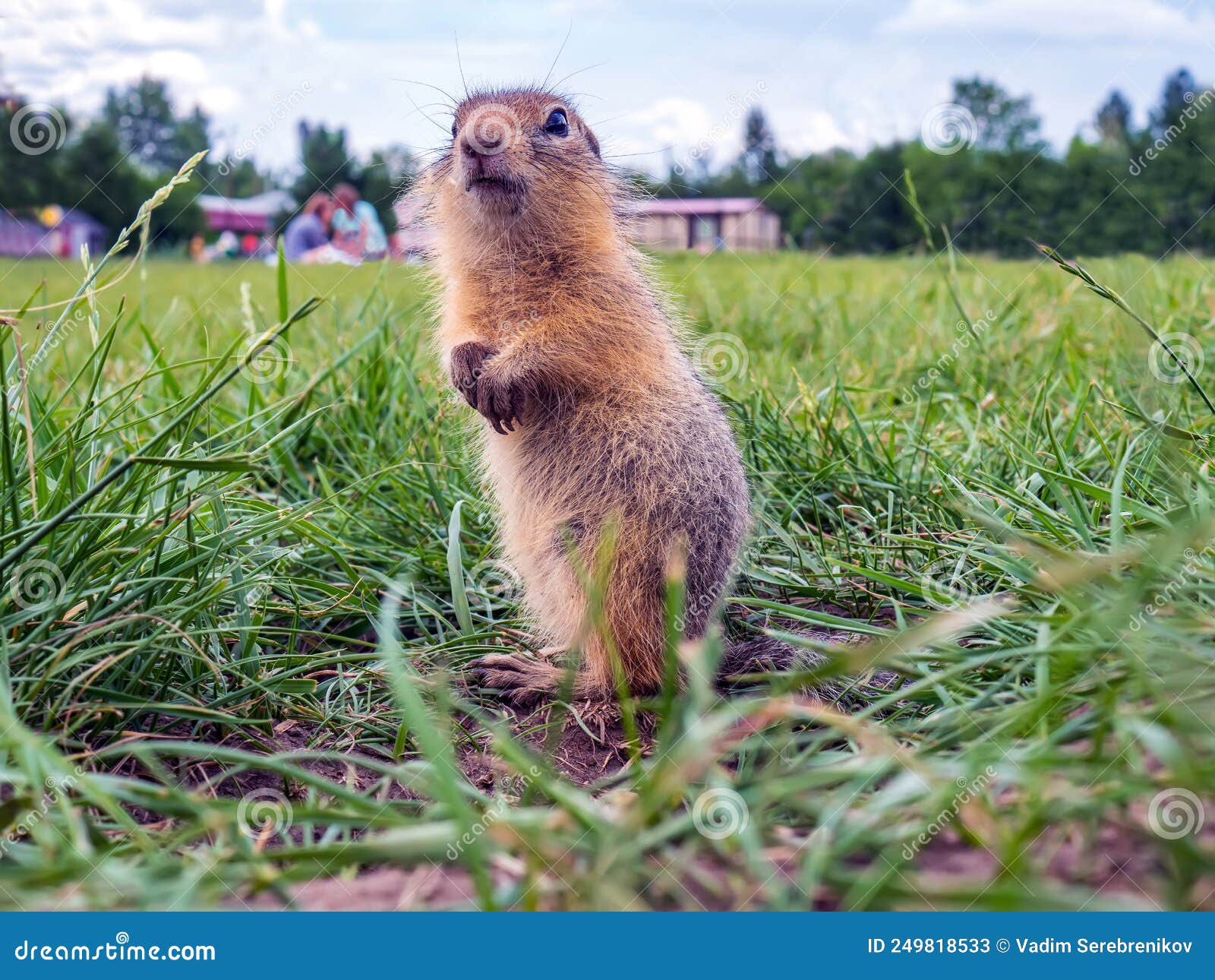 Gopher is Standing on the Lawn and Looking at the Camera. Close-up ...