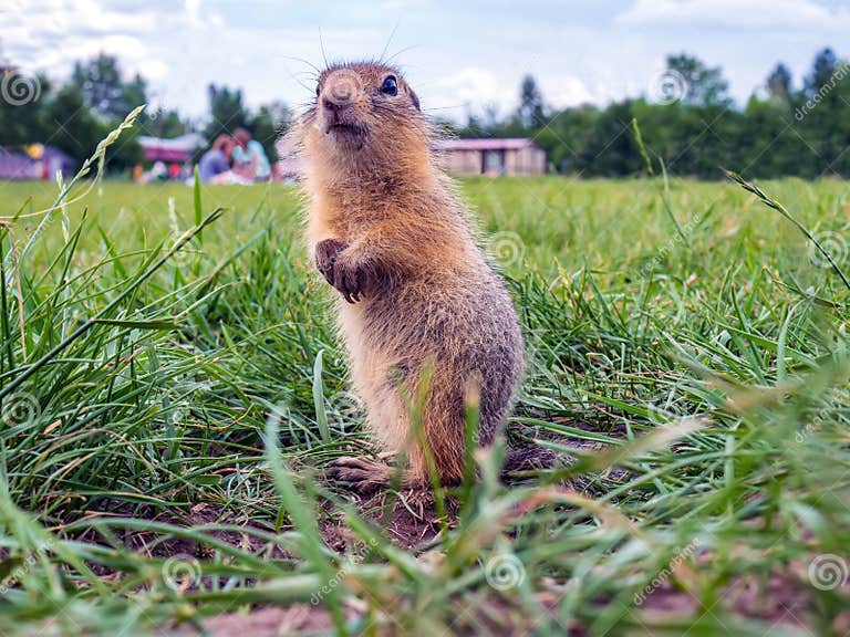 Gopher is Standing on the Lawn and Looking at the Camera. Close-up ...