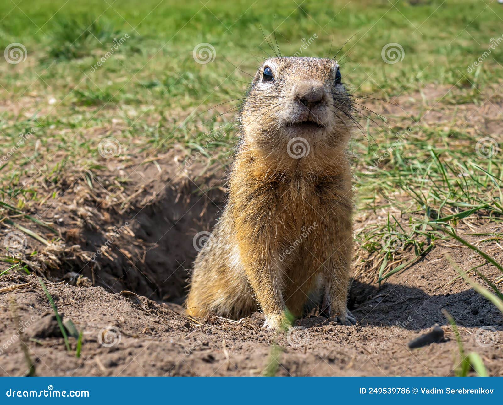 Gopher is Standing on the Lawn Near Its Hole and Looking at the Camera ...