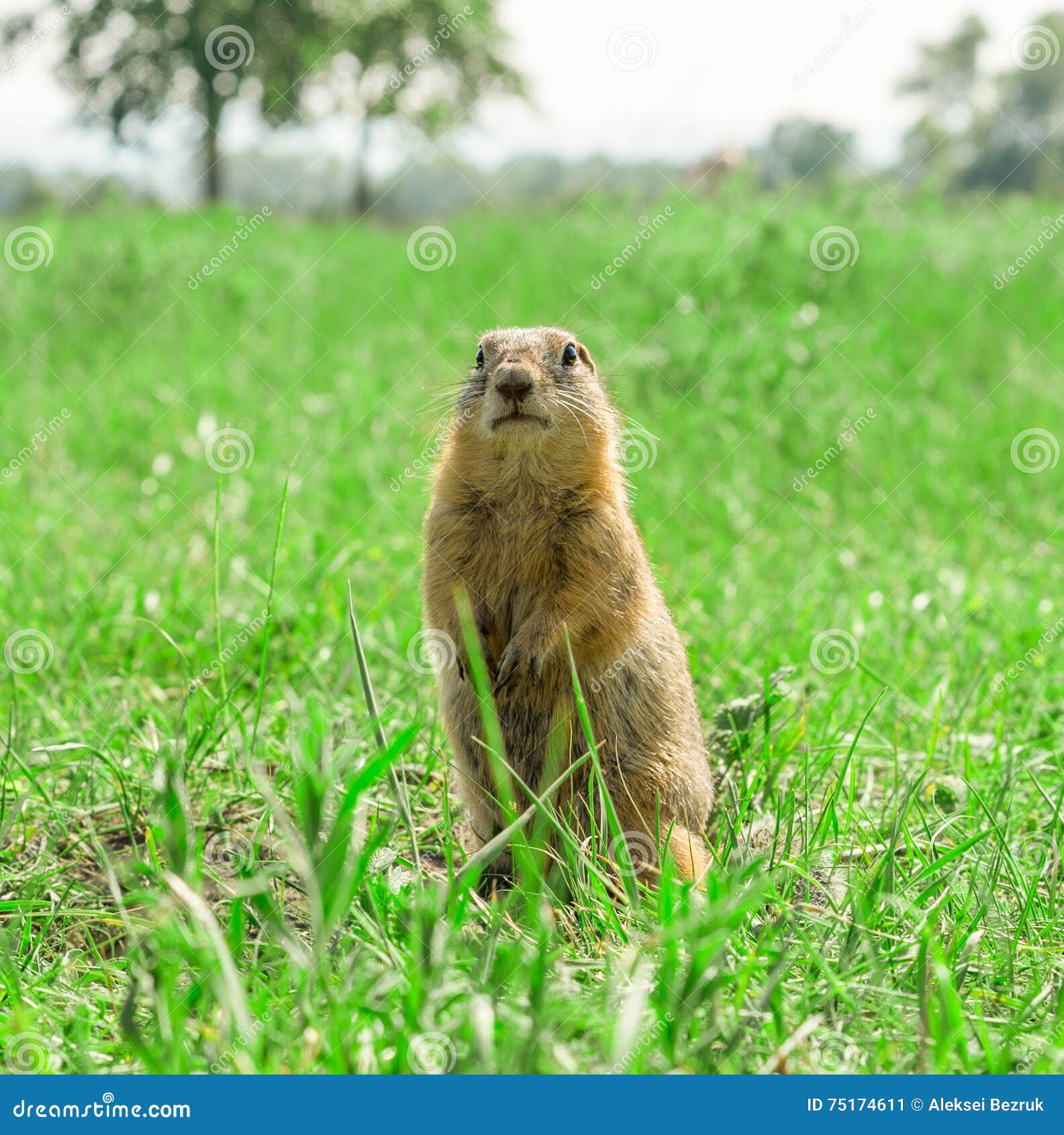 Gopher standing on meadow stock image. Image of looking - 75174611