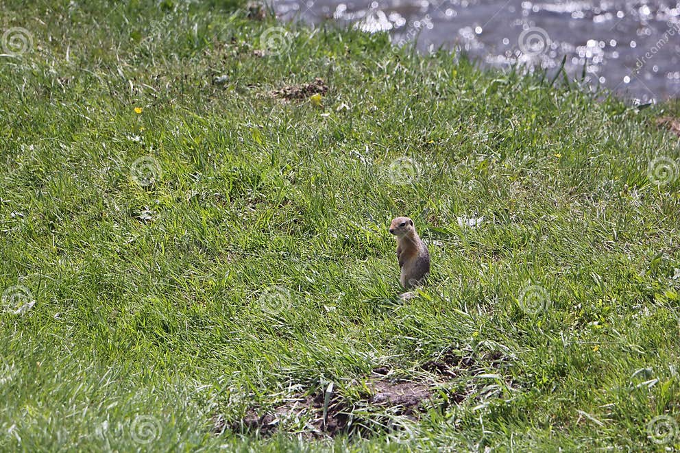 The Gopher Standing on the Riverbank Stock Image - Image of hiding ...