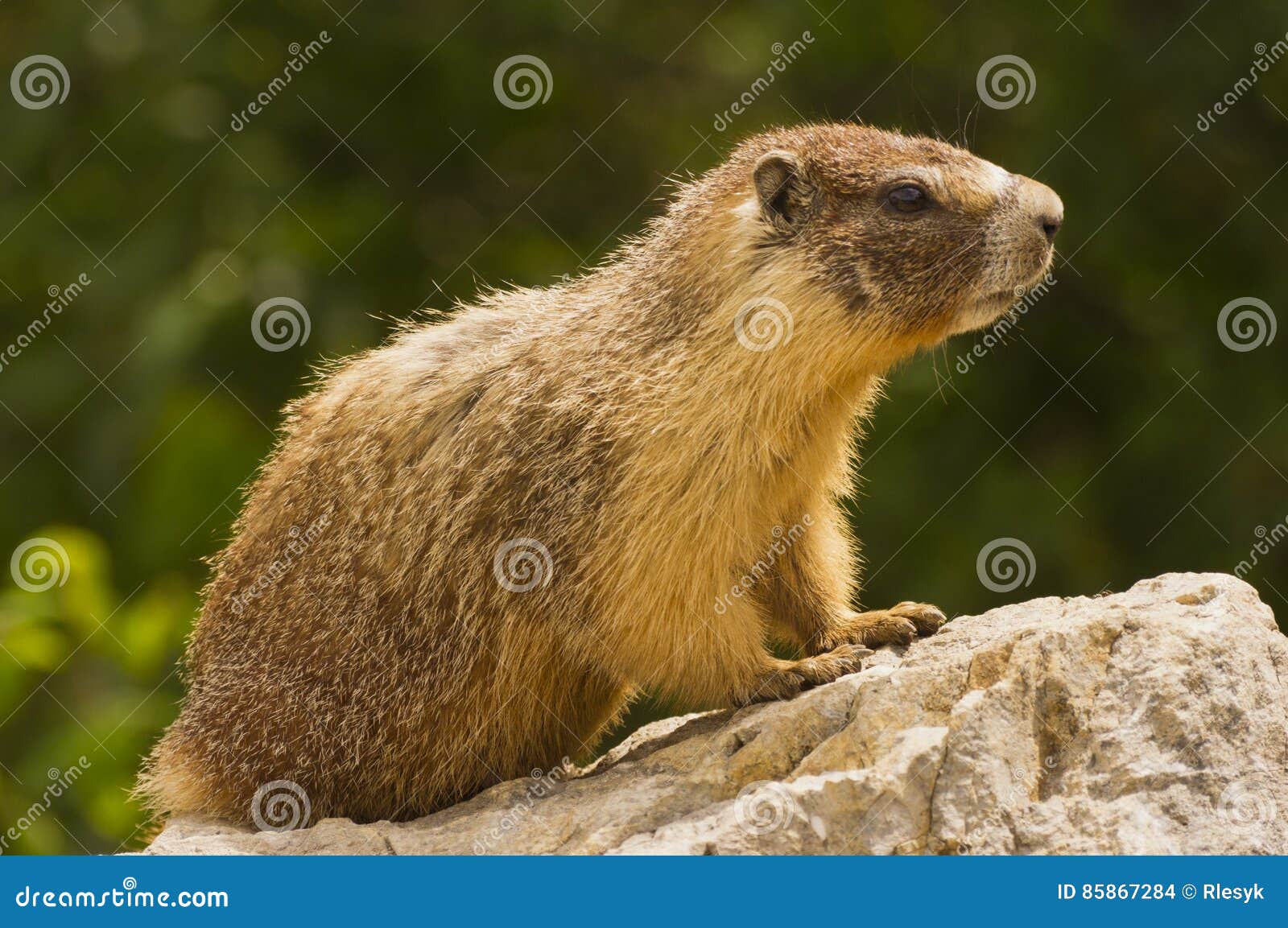 Gopher standing on rock stock photo. Image of standing - 85867284