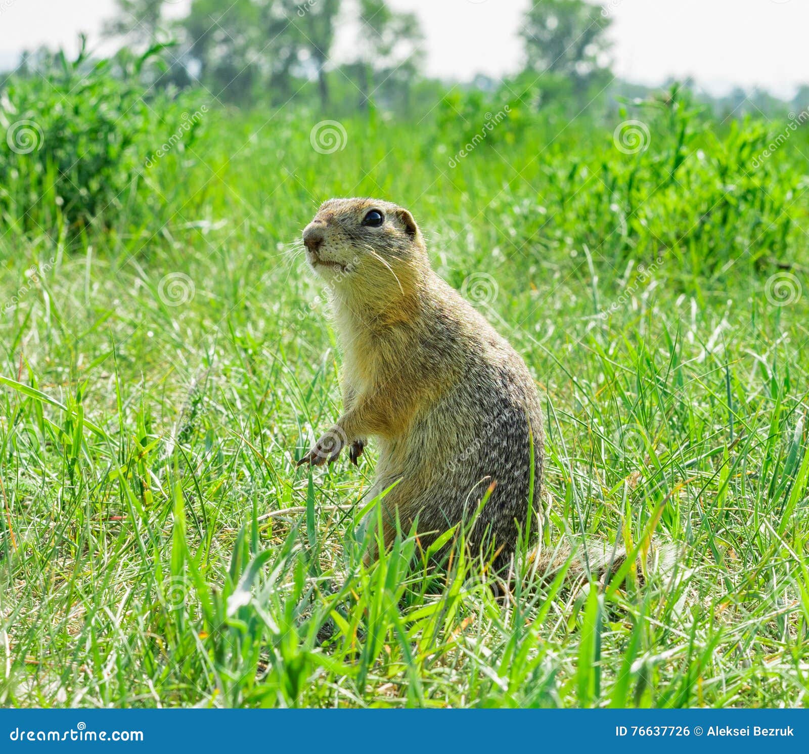 Gopher Standing and Starring in the Grass Stock Photo - Image of marmot ...