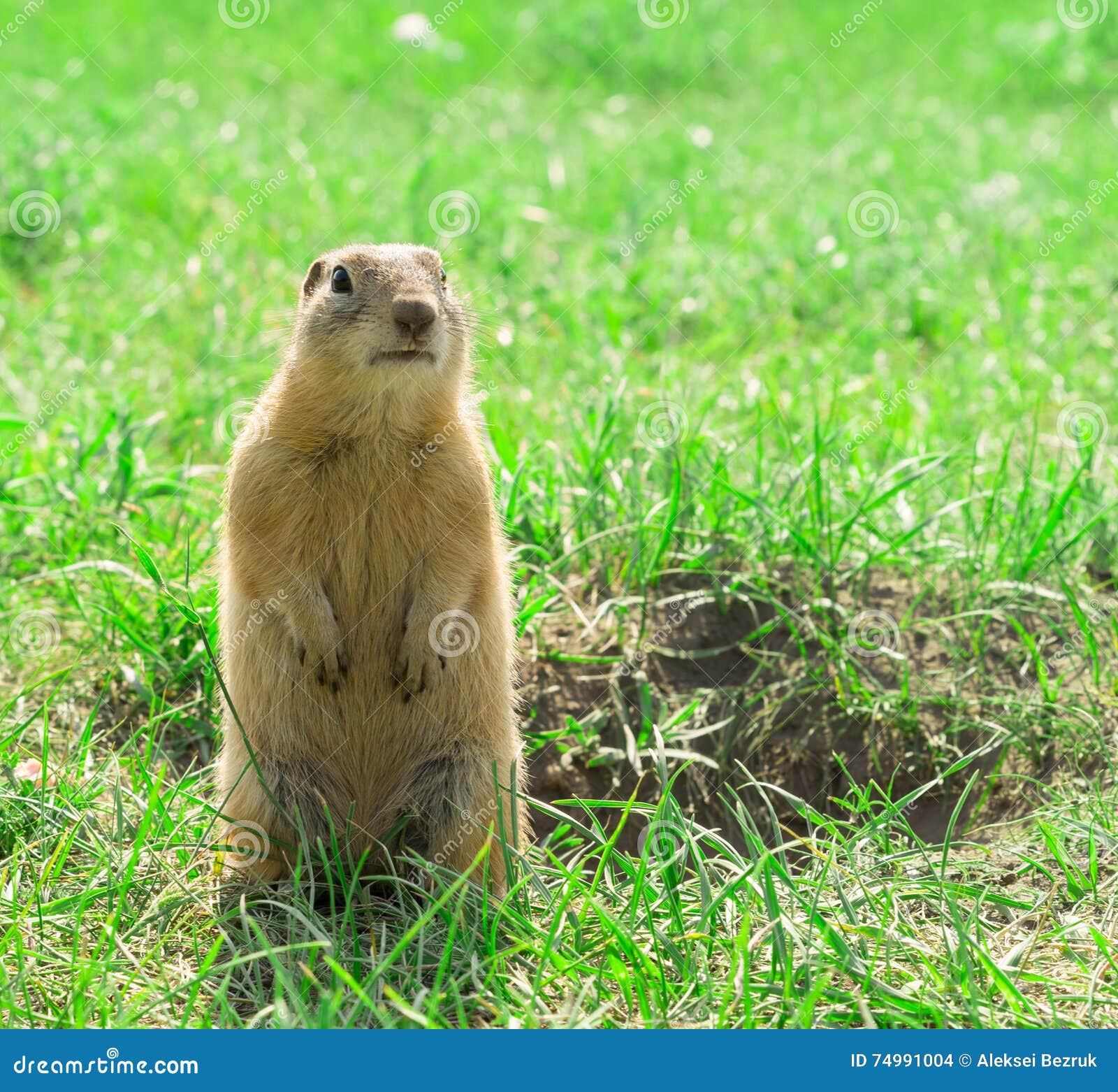 Gopher Standing and Starring Near the Burrow Stock Photo - Image of ...