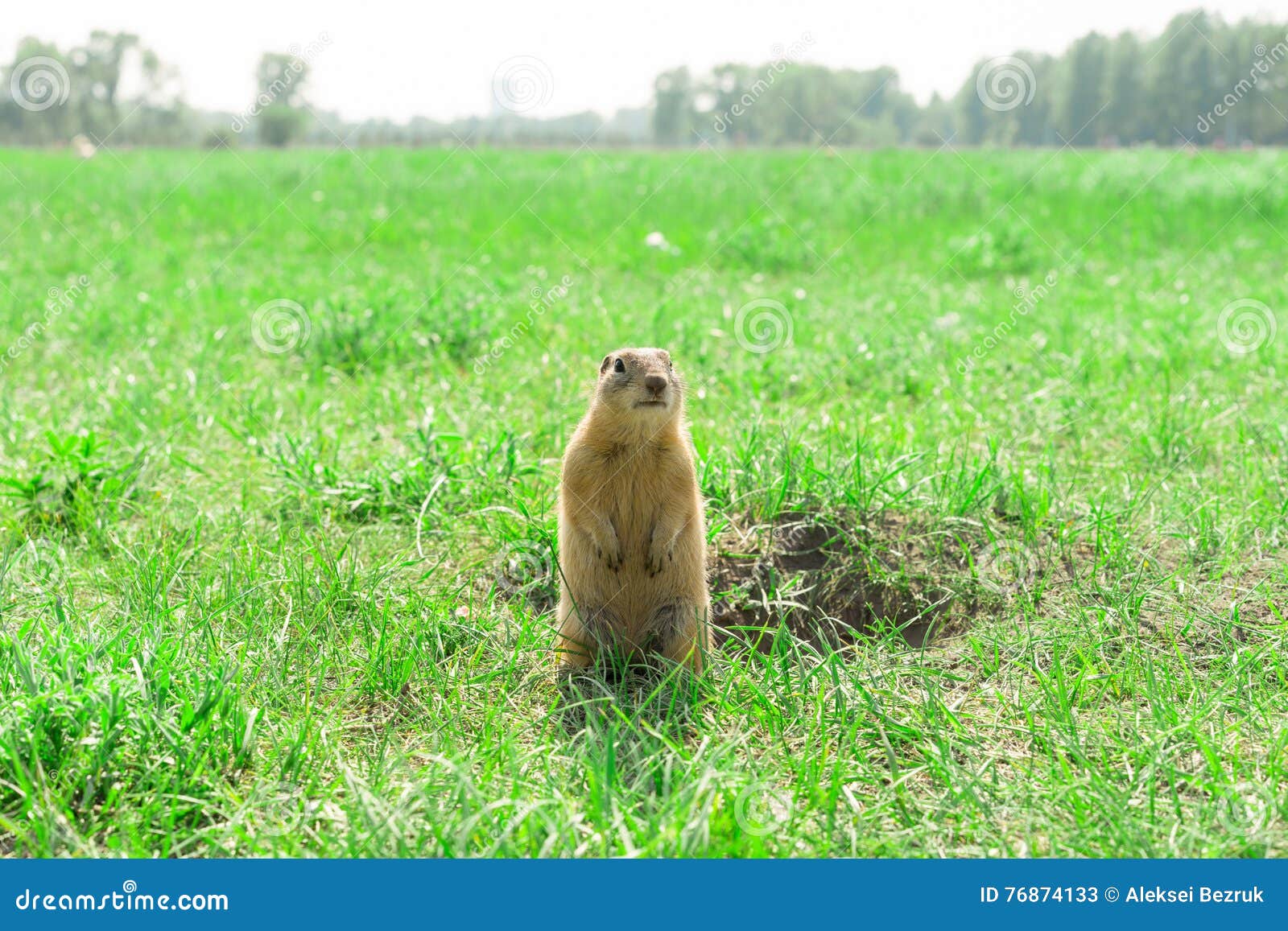 Gopher Standing and Starring Near the Burrow on the Meadow Stock Image ...