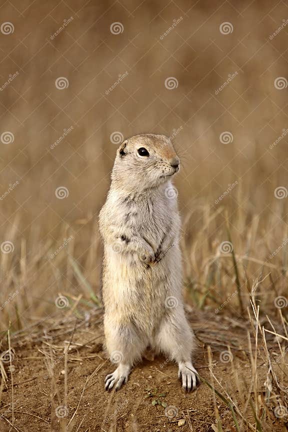 Gopher standing up stock photo. Image of ground, fauna - 15832472