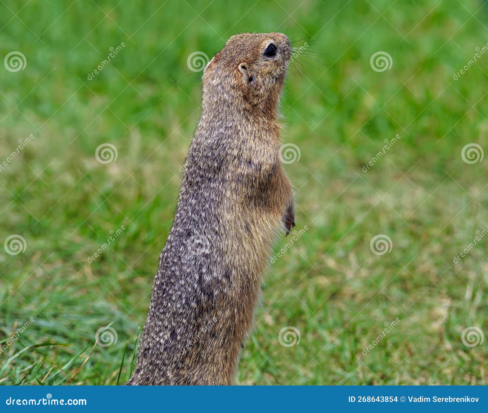 Gopher is Standing Vertical on Its Hind Legs and Looking Around on a ...