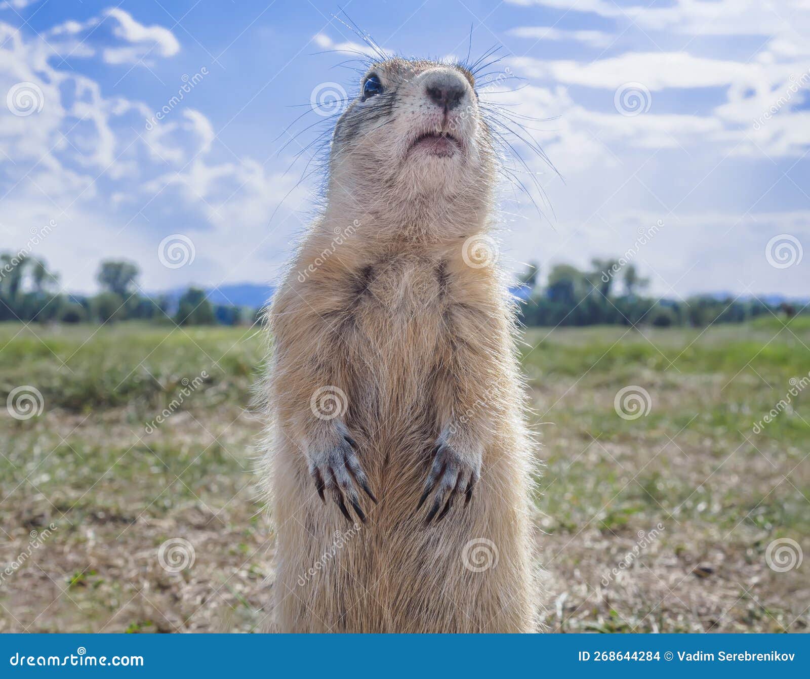 Gopher is Standing Vertical on Its Hind Legs and Looking at Camera on a ...