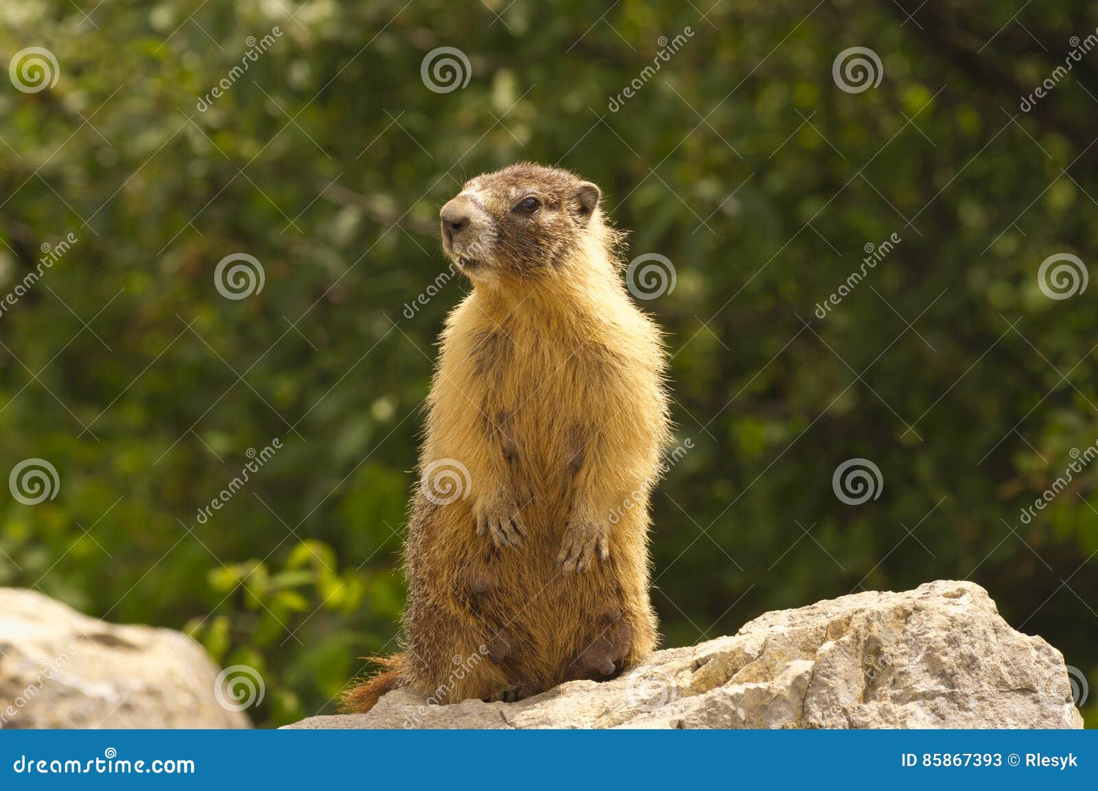 Gopher Standing Watching on a Rock Stock Image - Image of closeup ...