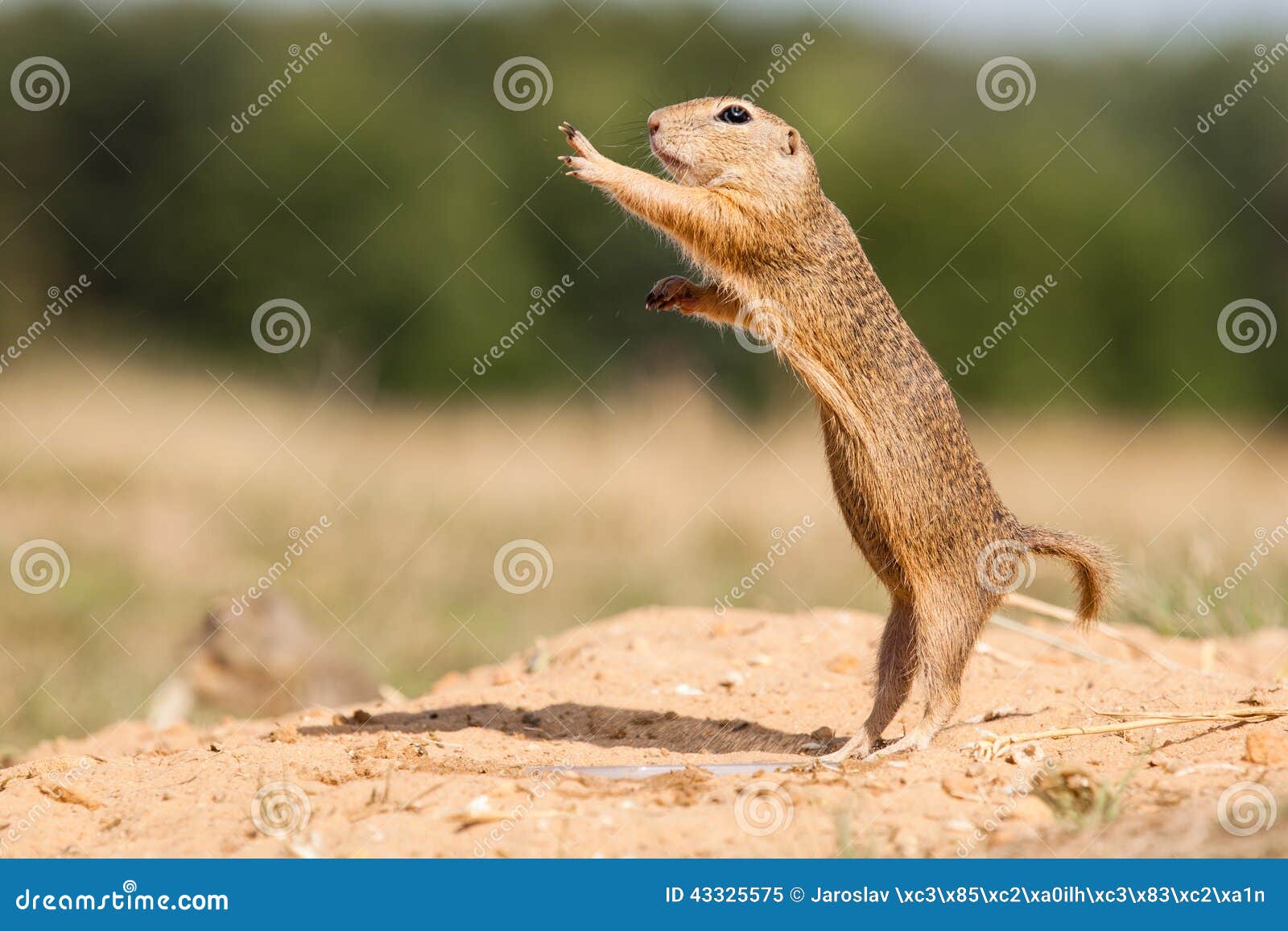 Gopher stock image. Image of meadow, beautiful, nature - 43325575