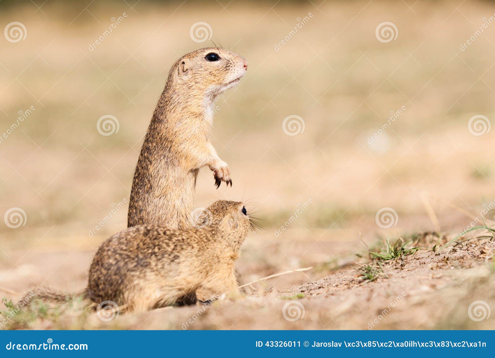 Gopher stock image. Image of mammal, beautiful, field - 43326011
