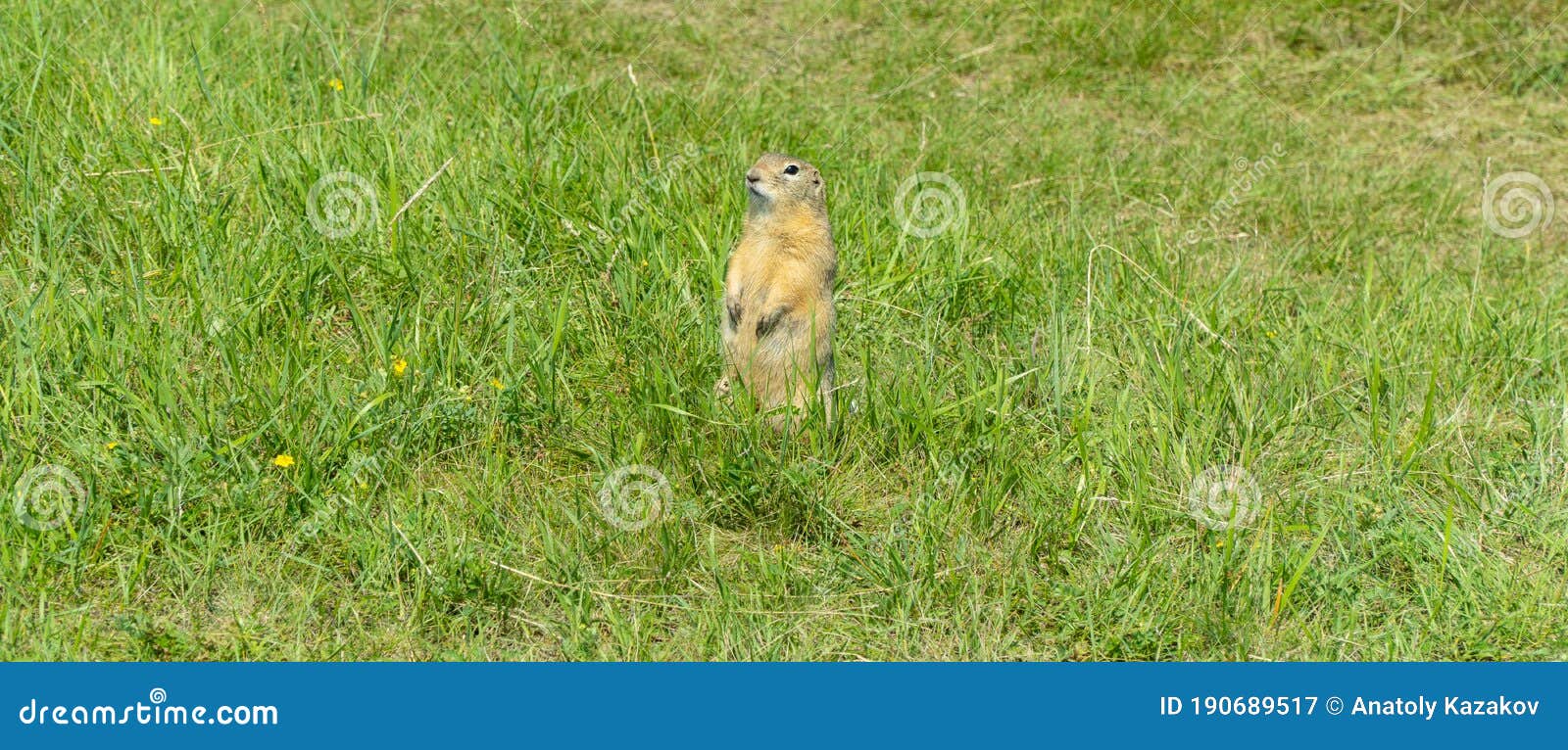 Gopher Stands among the Grass in a Forest Clearing. Stock Image - Image ...