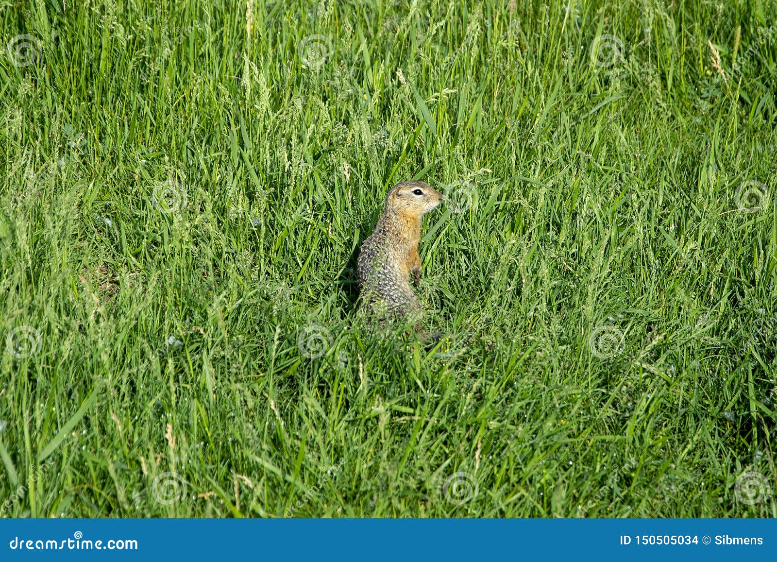 Gopher Stands in the Grass. Summer Stock Photo - Image of gopher ...