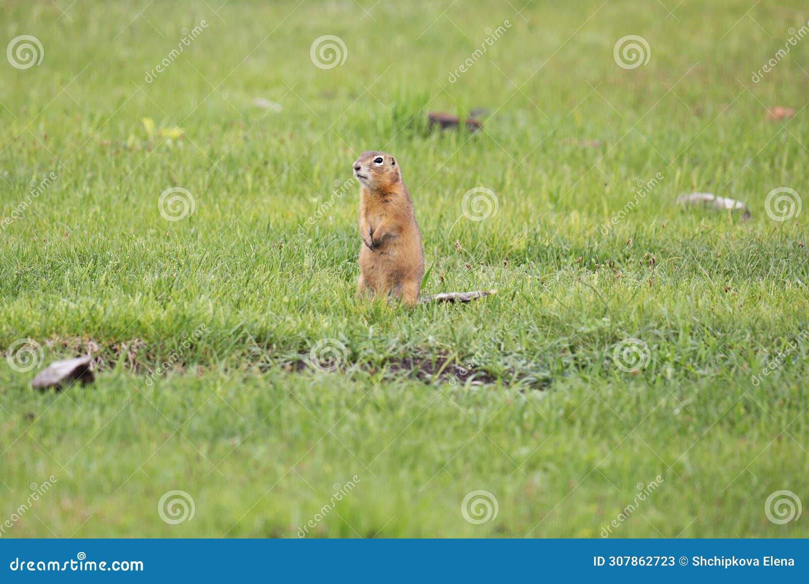 Gopher Stands in the Grass on Summer Day Stock Image - Image of natural ...